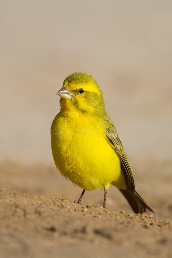 Canari Jaune - Serinus Canaria Sur Sa Perche Image stock - Image du ...