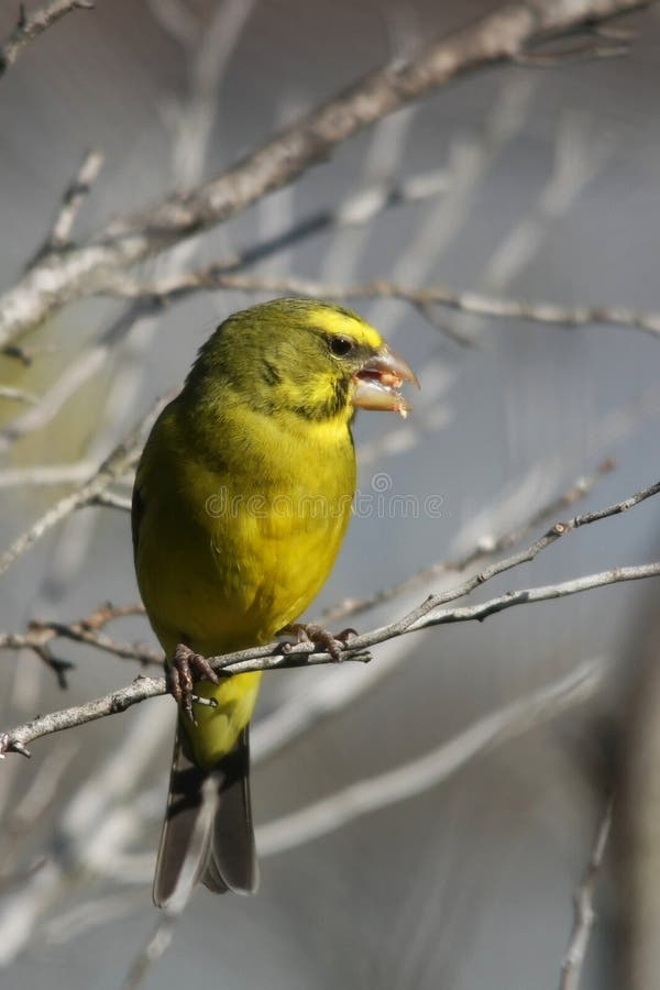 Canari Jaune - Serinus Canaria Sur Sa Perche Image stock - Image du ...