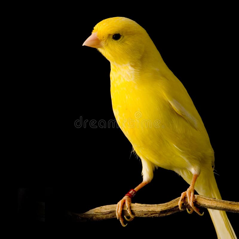 Canari jaune sur sa perche image stock. Image du mignon - 2314657