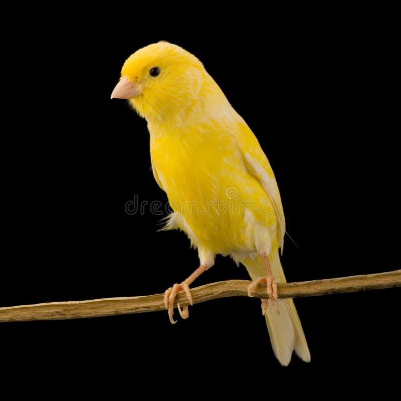 Canari Jaune Sur Son Perchoir Photo stock - Image du tête, oeil: 2325828