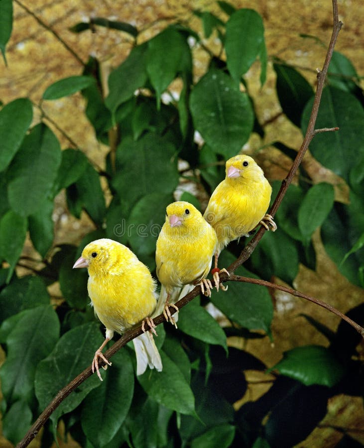 CANARI JAUNE stock image. Image of group, serin, wildlife - 172797601