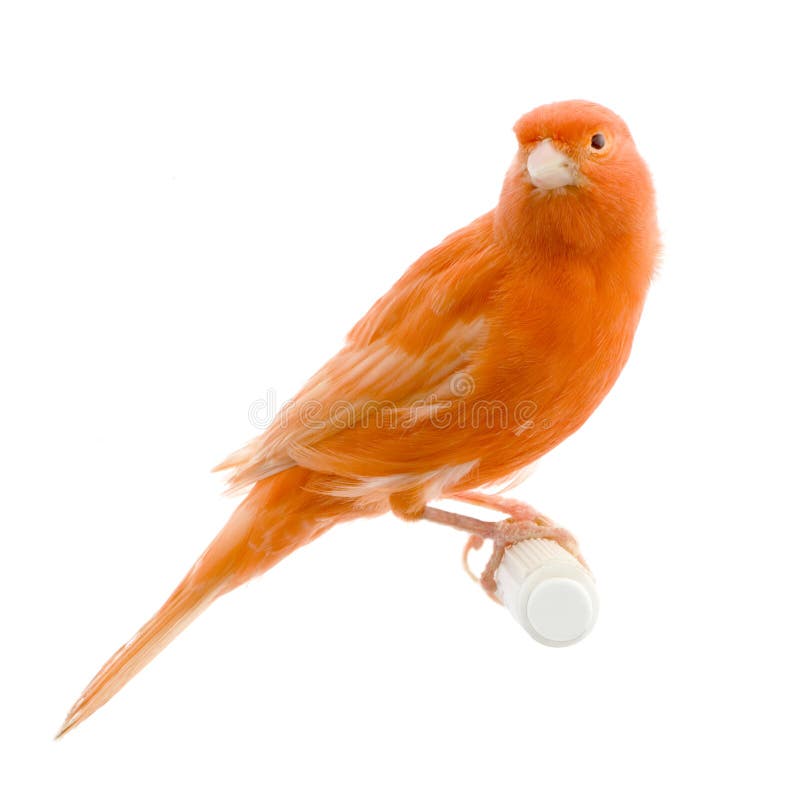 Canari rouge sur sa perche photo stock. Image du clavette - 2332586