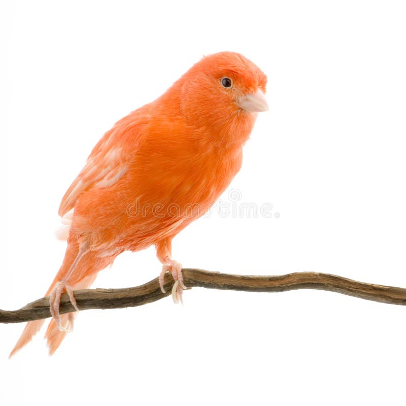 Canari rouge sur sa perche image stock. Image du oeil - 2332663