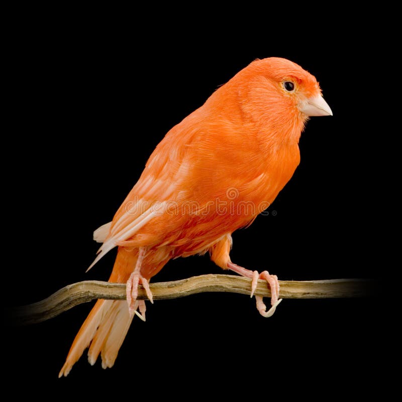 Canari rouge sur sa perche photo stock. Image du domestique - 2332758