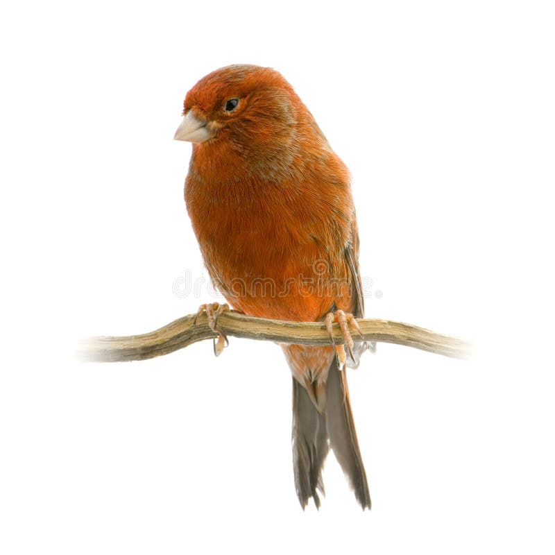 Canari rouge sur sa perche image stock. Image du animaux - 2332917