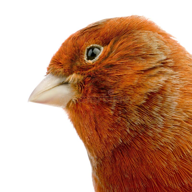 Canari rouge sur sa perche photo stock. Image du aile - 2333018