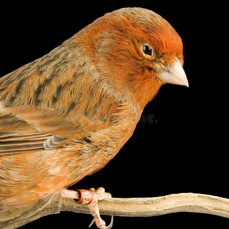 Canari rouge sur sa perche photo stock. Image du animaux - 2333094