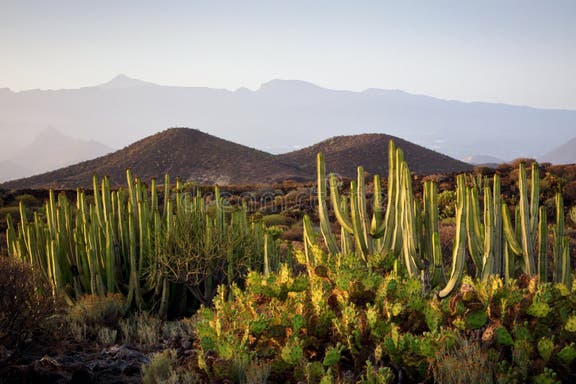 Canarian Cactus stock photo. Image of saguaro, milkweed - 22872766