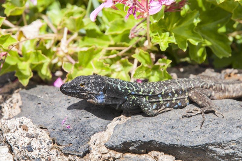 Canarian lizard basking stock image. Image of fauna, nature - 44661249