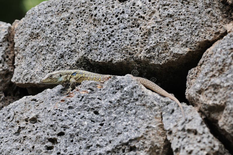Canarian Lizard stock photo. Image of climbing, grey - 31928206