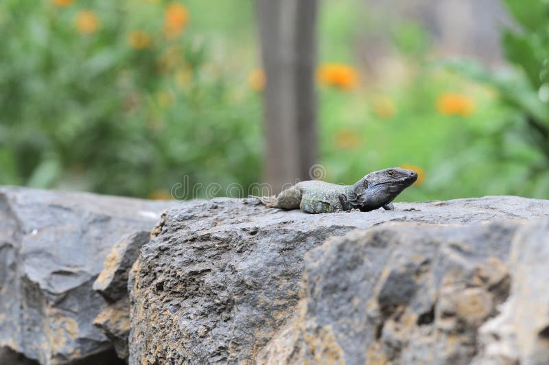 Canarian Lizard stock image. Image of climbing, lizard - 31928359