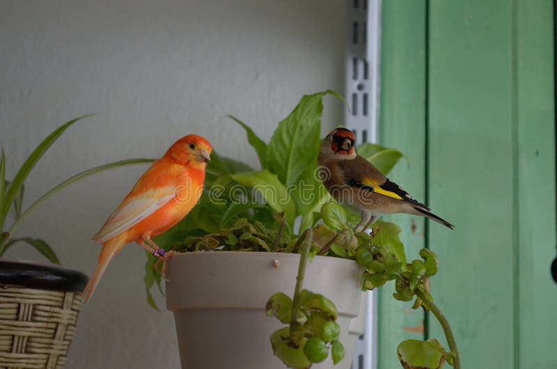 Canaries stock image. Image of wildlife, beak, sparrow - 263839031