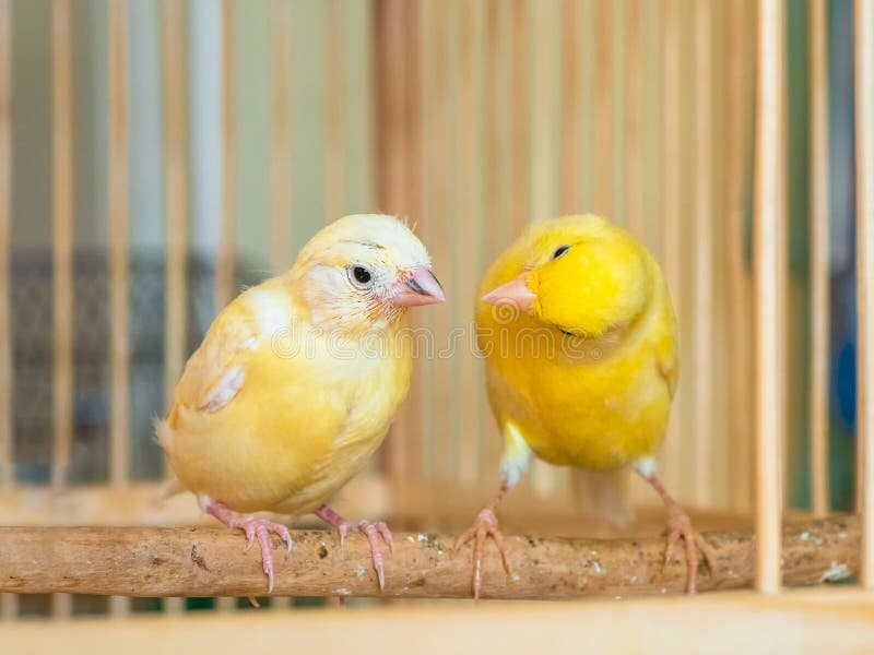 Canaries Communicate, the Mother Teaches the Chick. Feeding a Baby ...