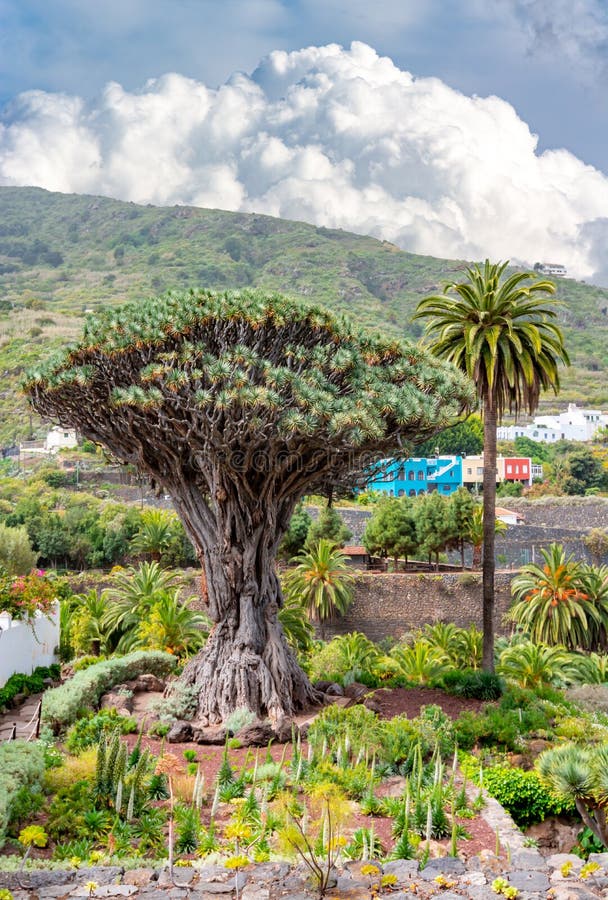 Canaries Dragon Tree Icod De Los Vinos Tenerife Espagne Photo stock ...