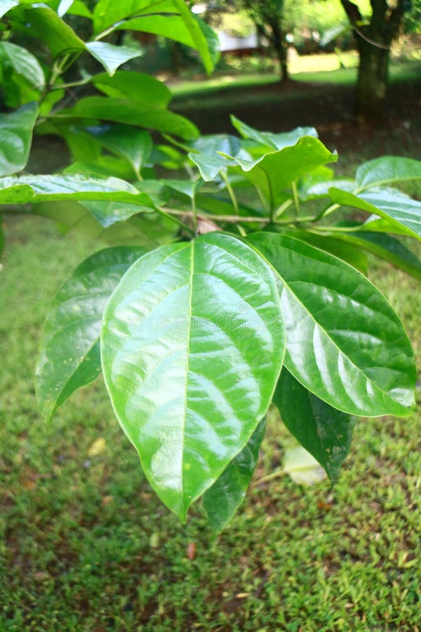 Canarium Nut Tree stock photo. Image of nature, canarium - 219174318