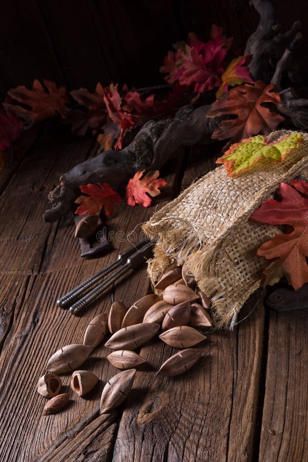 Canarium Ovatum, Commonly Known As Pili is a Species of Tropical Stock ...