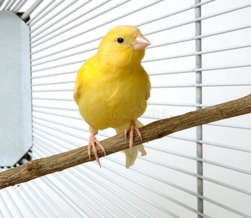 Canary stock image. Image of home, bird, pretty, warbling - 3049879