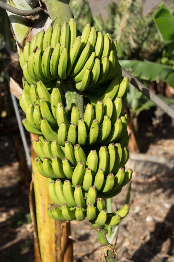 The Canary Bananas are Very Small but Also Very Tasteful Stock Photo ...