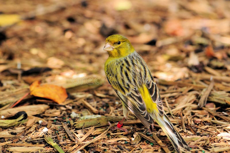 Canary bird stock photo. Image of walks, backgrounds - 25392592