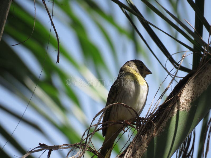 A Canary - bird stock image. Image of captivity, avian - 81236099