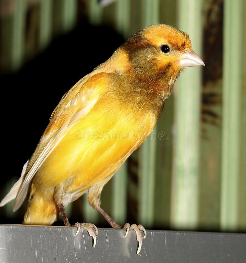 Canary bird stock photo. Image of small, canary, natural - 49199604
