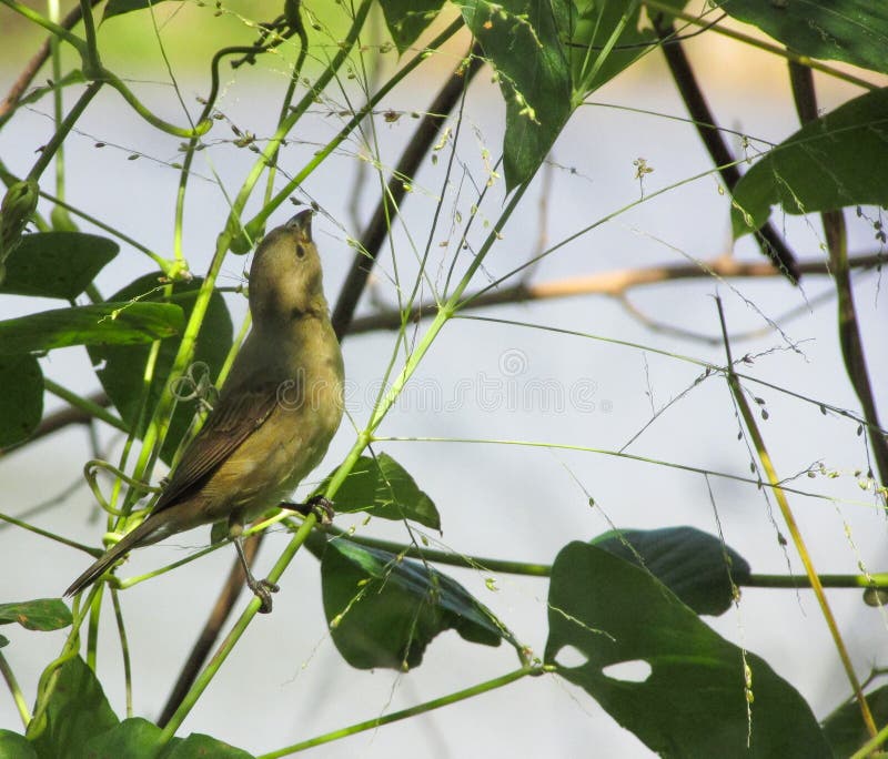 A canary bird on a tree stock image. Image of avian - 179678043