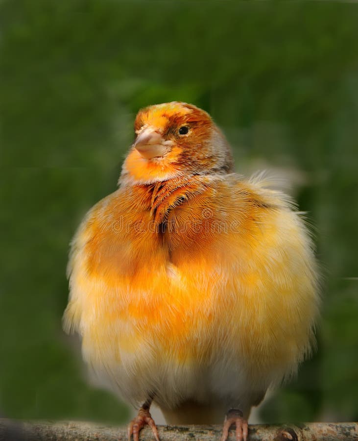 Canary bird stock image. Image of stump, vertebrate, sitting - 43268439