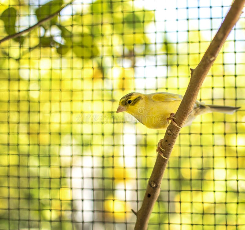 Canary Bird Perched on a Stick Inside a Cage Stock Photo - Image of ...