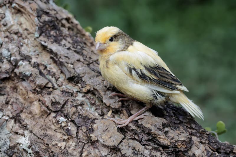 A Canary Bird Resting on a Dry Tree Trunk. Stock Photo - Image of ...