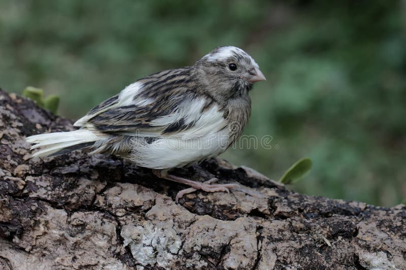 A Canary Bird Resting on a Dry Tree Trunk. Stock Image - Image of ...
