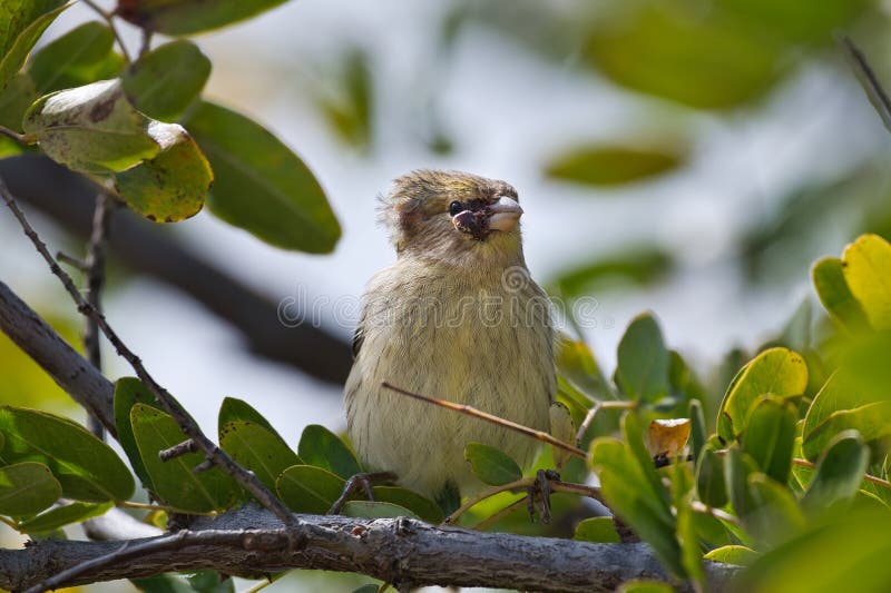 Canary bird on the tree stock image. Image of brown - 283283883