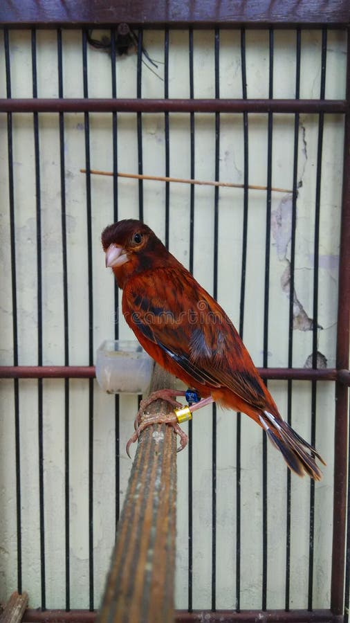 Canary with Blue and Gold Anklet Stock Photo - Image of gold, anklet ...