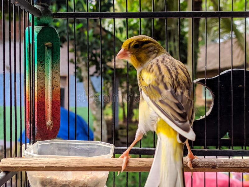 The canary is in a cage stock photo. Image of canaries - 226372552