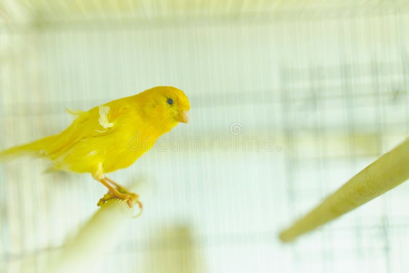 Canary in the cage stock image. Image of birds, parrot - 172620855