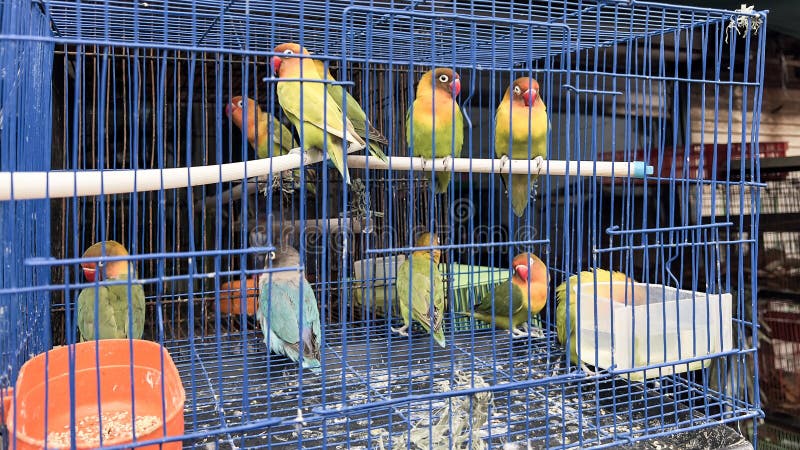 The Canary Chirped in the Cage Stock Image - Image of yellow, captivity ...