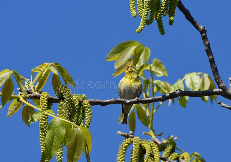 Canary Finch on a Nut Branch Stock Photo - Image of feeding, sparrow ...