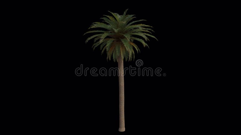 Canary Island Date Palm Tree Blowing in the Wind. Wind Blows the Tree ...