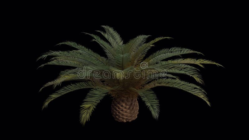 Canary Island Date Palm Tree Blowing in the Wind. Wind Blows the Tree ...