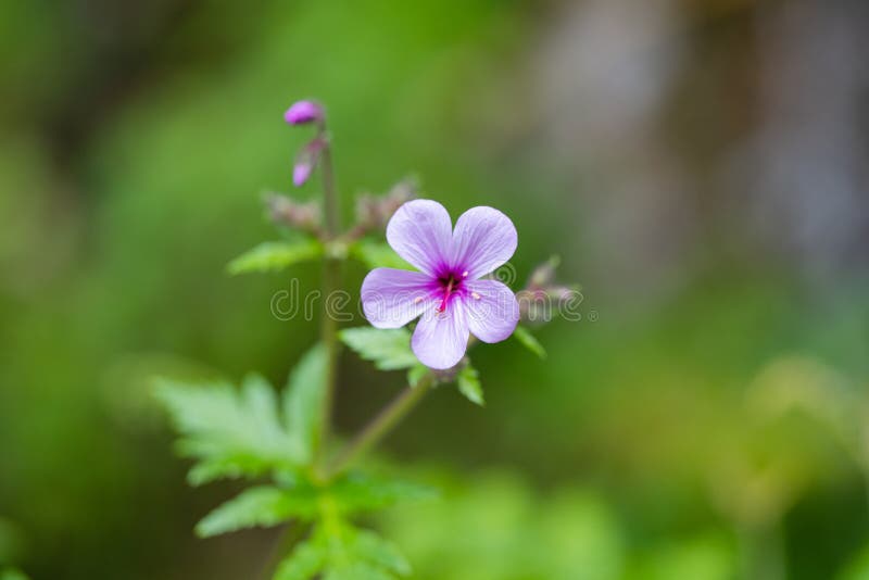 Canary Island Geranium Flowering in Madeira Stock Image - Image of ...