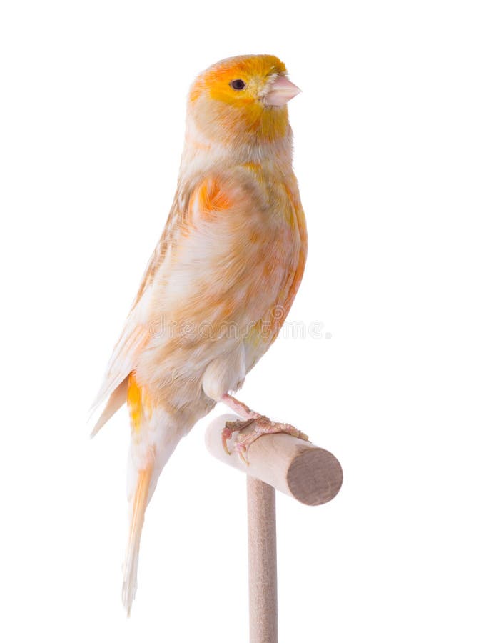 64,979 Canary Background Stock Photos - Free & Royalty-Free Stock ...