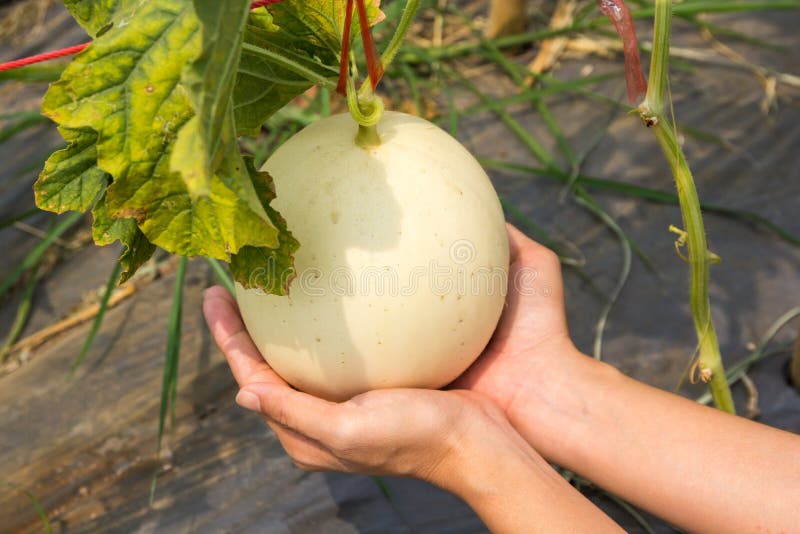 Canary melon is in hand. stock photo. Image of leaf, farm - 69434310