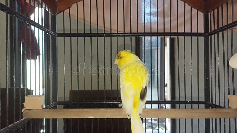 Canary Pesone during the Process of Molting New Feathers? Stock Photo ...