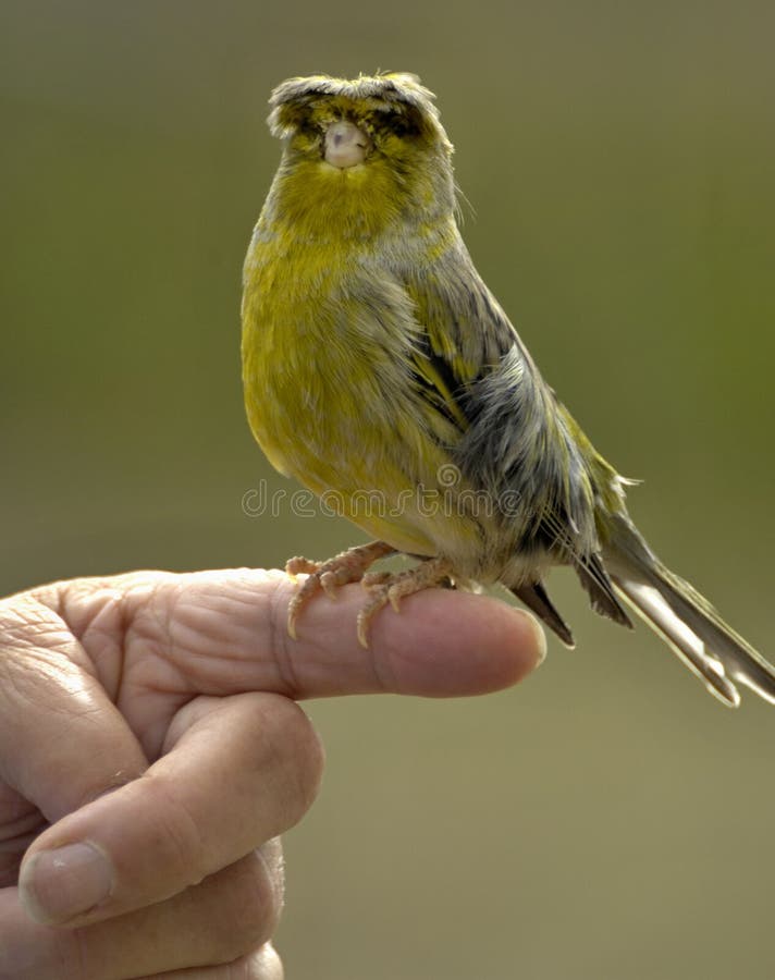 Canary Punk on the Hand of the Owner Stock Image - Image of interesting ...