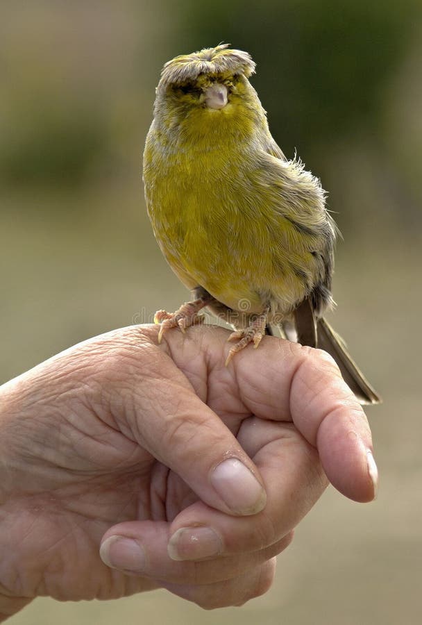Canary Punk on the Hand of the Owner Stock Photo - Image of finger ...