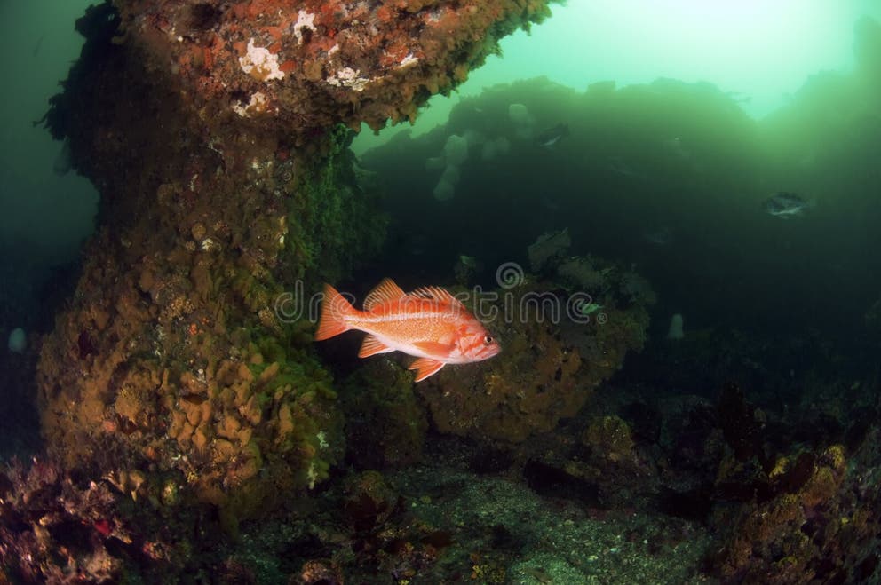 Canary Rock Fish stock image. Image of fish, world, animal - 22671035