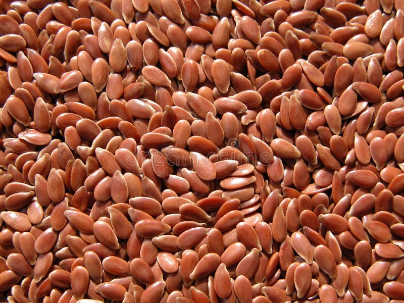 Canary-seeds stock photo. Image of grain, granule, grist - 139932