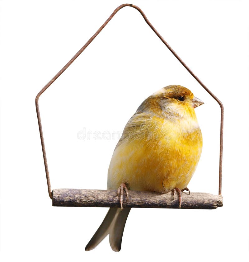 Flock of Yellow Canary - Serinus Canaria on Its Pe Stock Image - Image ...