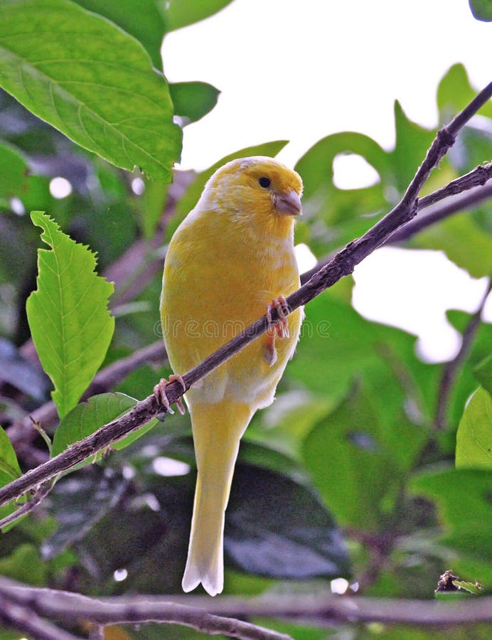 Canary in tree stock image. Image of curious, beak, canary - 51397437