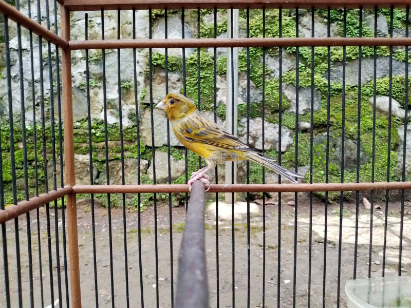 Canary Type Spanish Timbrado Stock Image - Image of branch, backyard ...