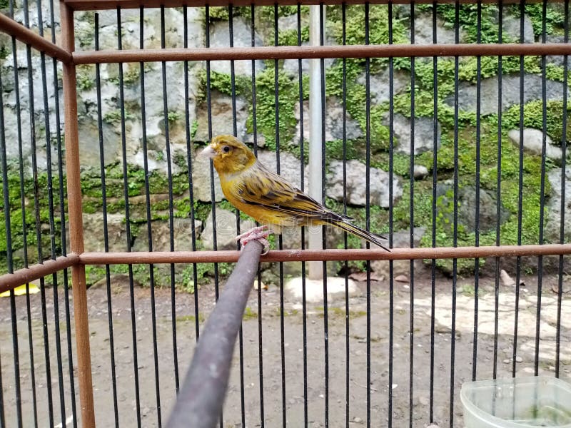 Canary Type Spanish Timbrado Stock Image - Image of branch, yard: 241550505